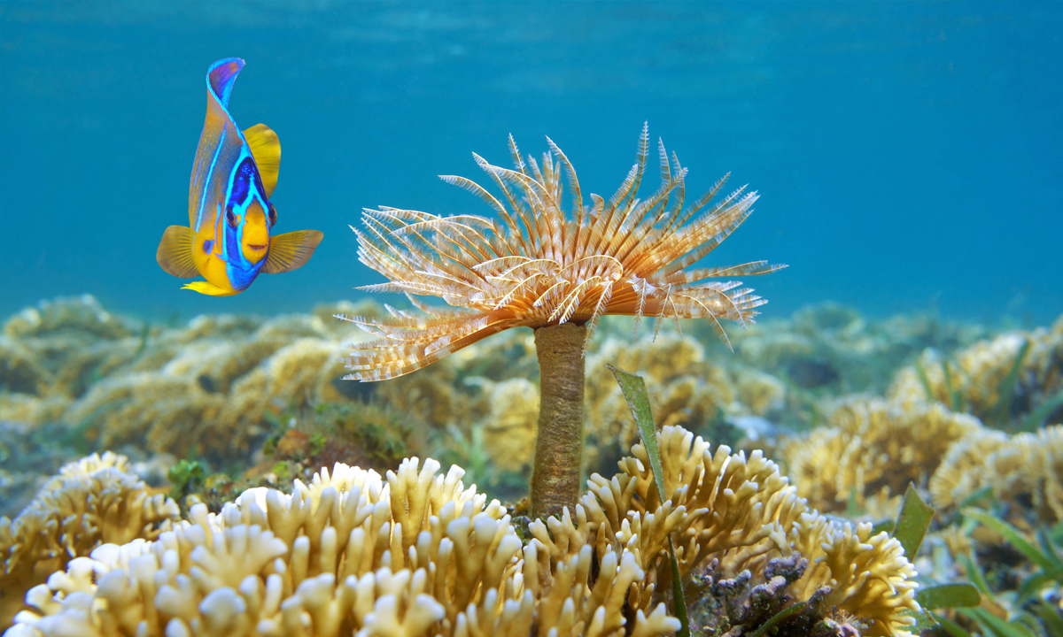 The Best Diving Spots in Colombia | Edelweiss