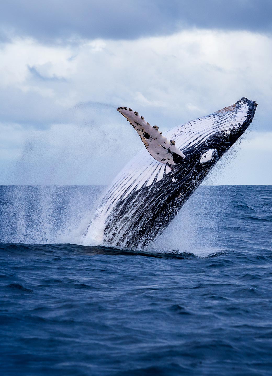 Whale-watching in Halifax and Nova Scotia | Edelweiss