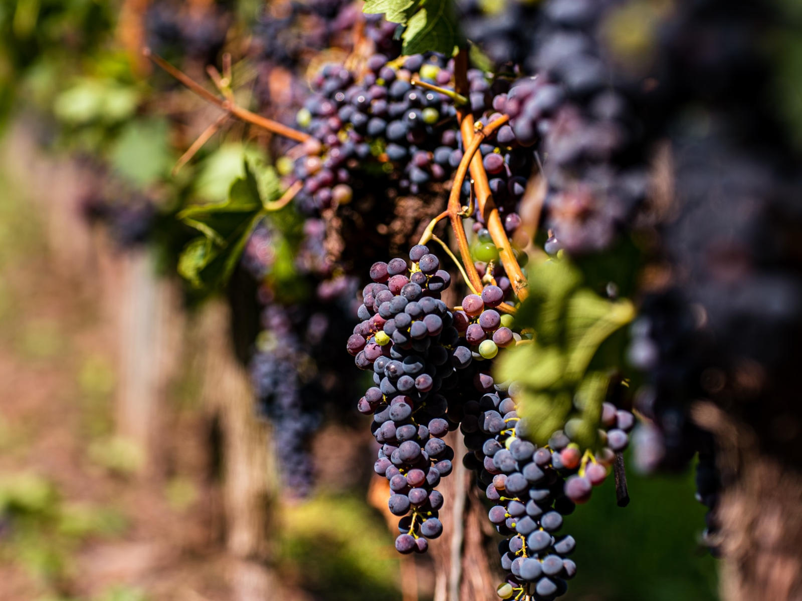 Crete - discover the wine region of Iraklion | Edelweiss